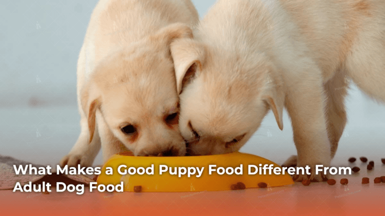 Best Puppy Foods in 2026 — 7 Vet-Recommended Picks